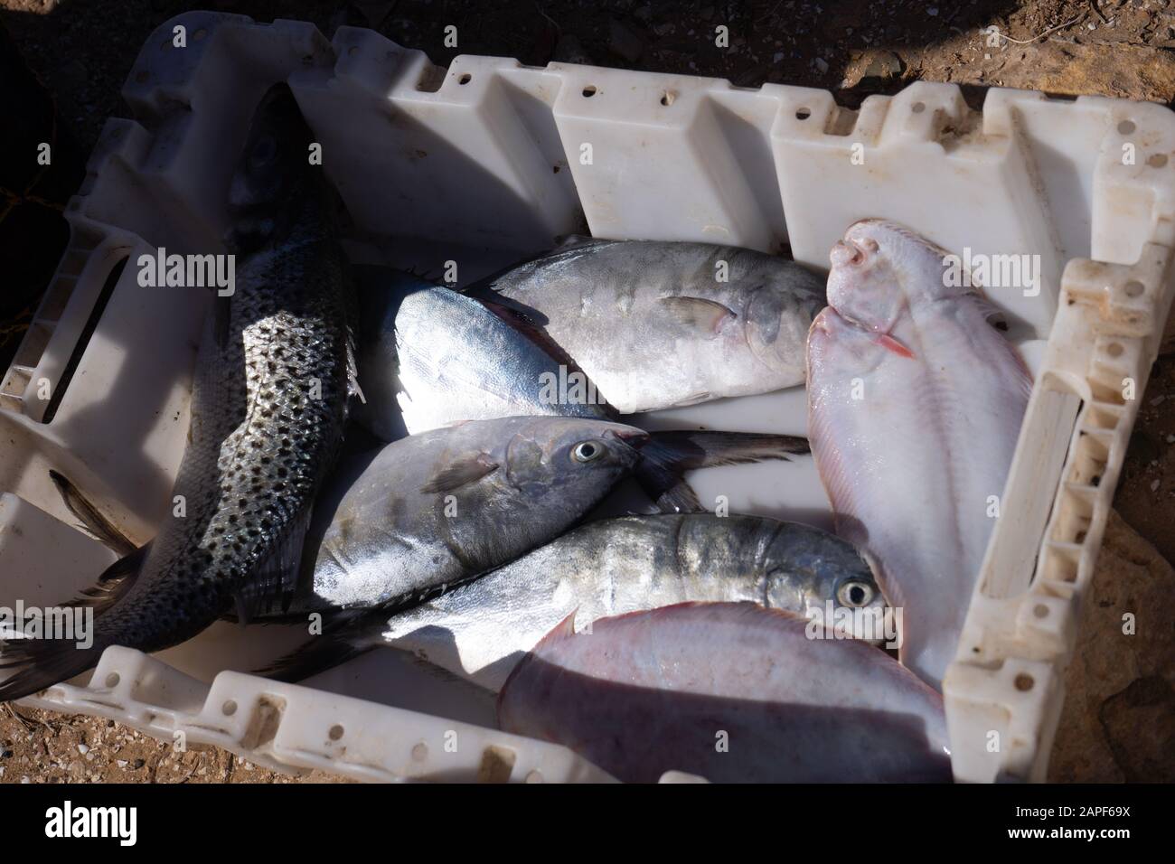 Atlantischer ozean fisch -Fotos und -Bildmaterial in hoher Auflösung ...