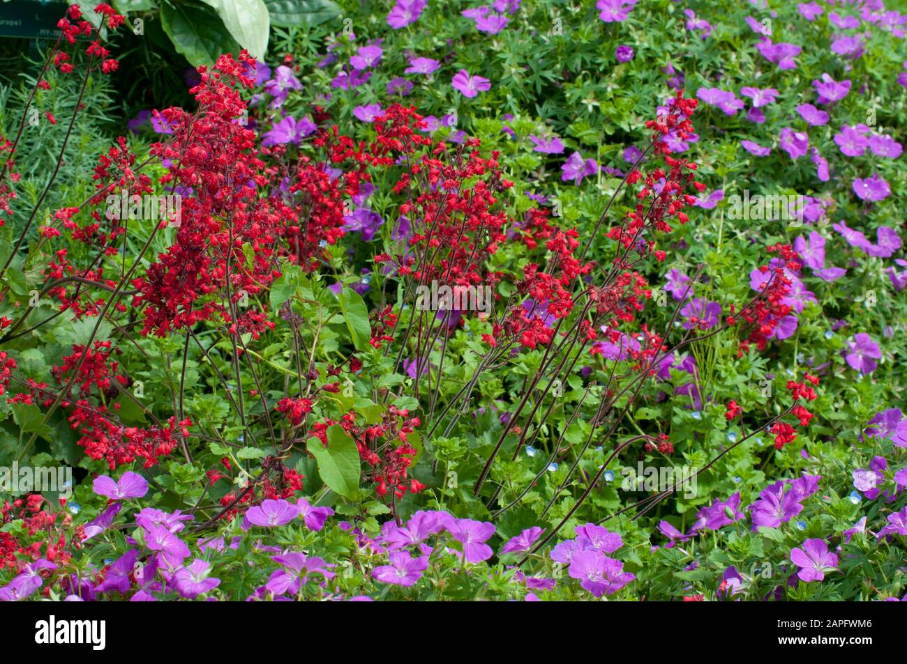 Blutige Gerane (Geranium sanguineum) und Coralglocken (Heuchera ...