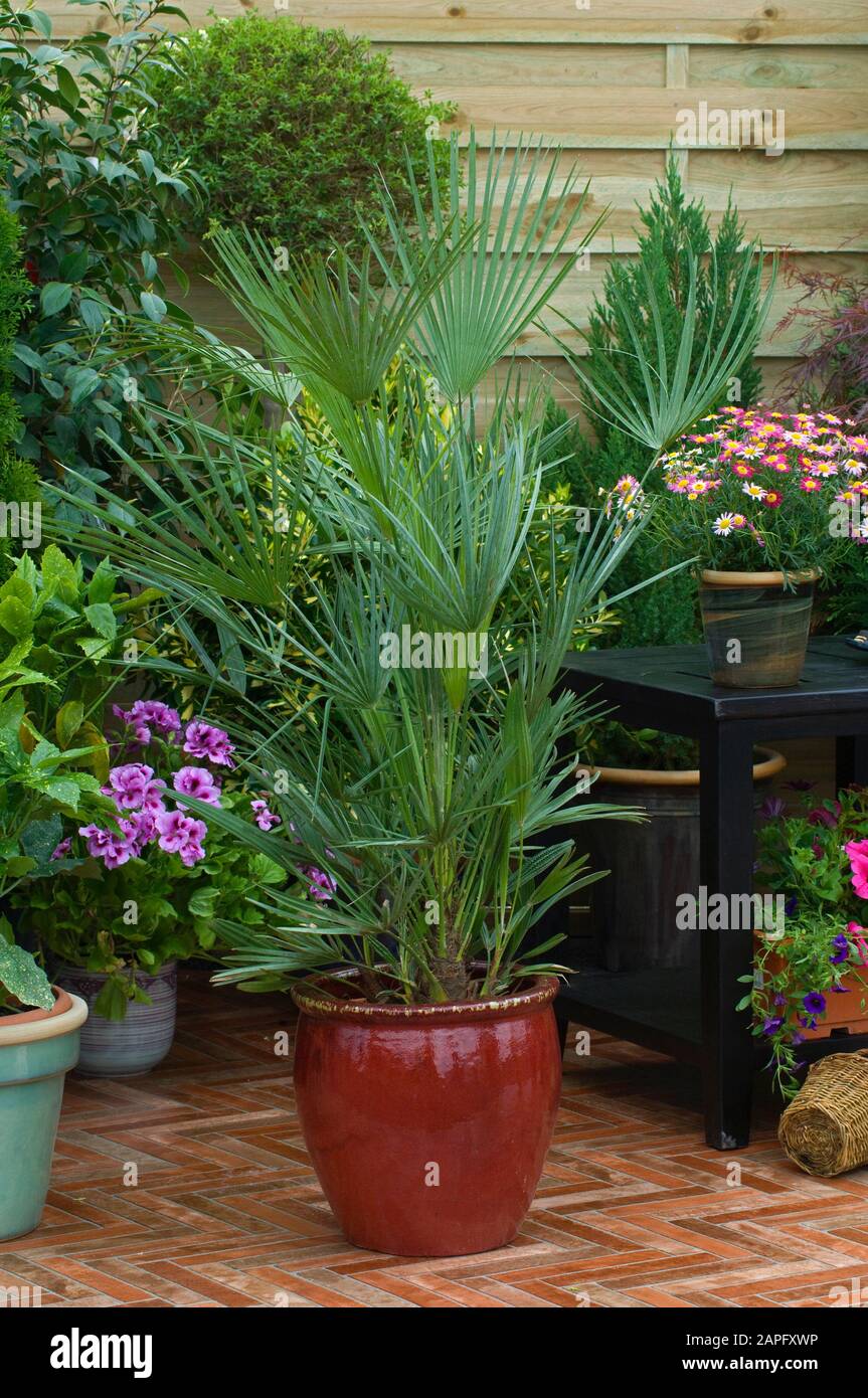 Chamaerops palme chamaerops humilis -Fotos und -Bildmaterial in hoher Auflösung – Alamy
