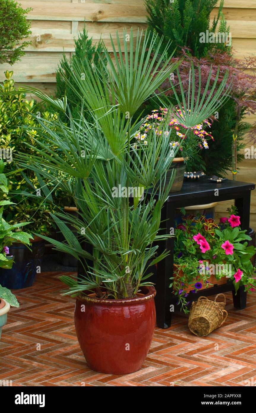 Chamaerops palme chamaerops humilis -Fotos und -Bildmaterial in hoher Auflösung – Alamy
