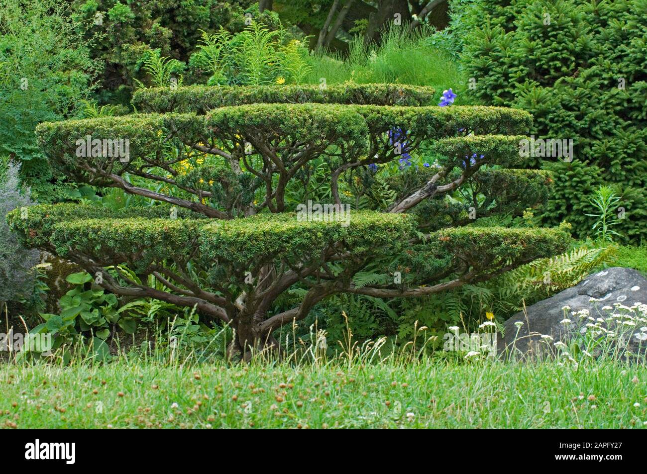 Taxus baccata taxus baccata Stockfotos und -bilder Kaufen - Alamy