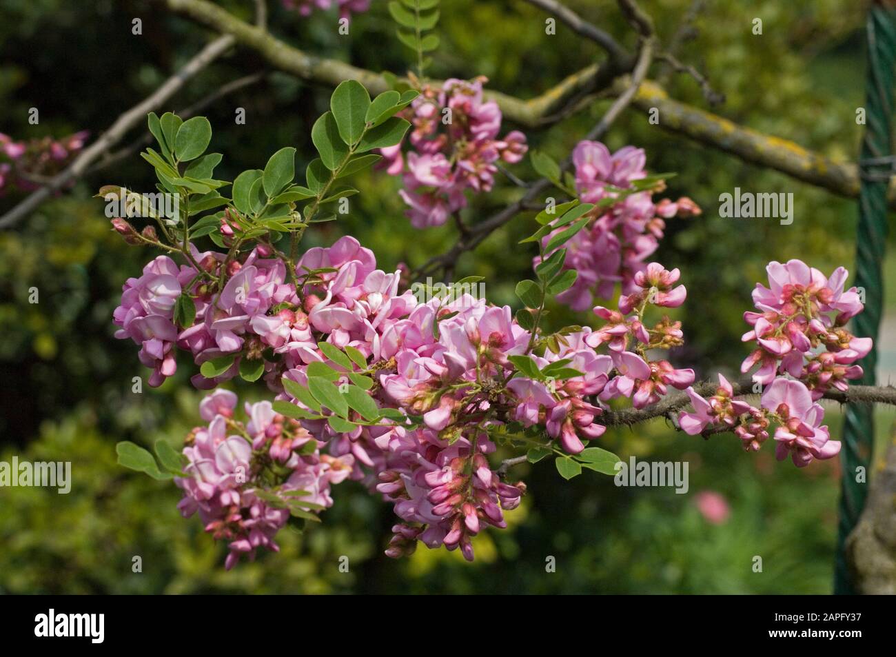 Rauhe robinie robinia hispida -Fotos und -Bildmaterial in hoher ...