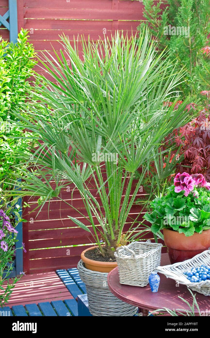 Chamaerops palme chamaerops humilis -Fotos und -Bildmaterial in hoher Auflösung – Alamy