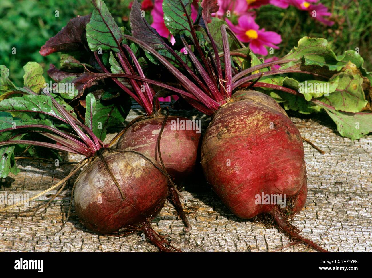Beta vulgaris -Fotos und -Bildmaterial in hoher Auflösung – Alamy
