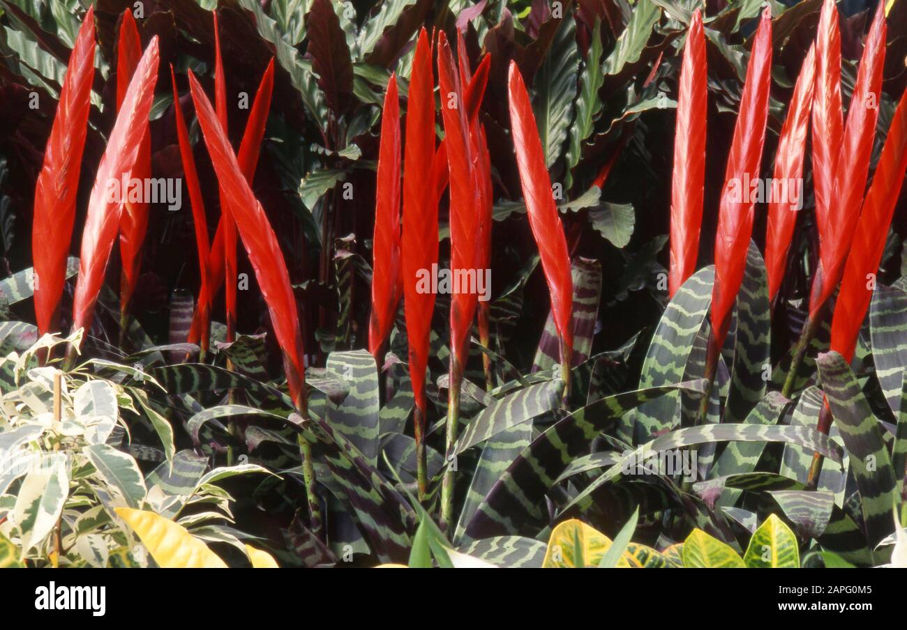 Flammenschwert vriesia splendens -Fotos und -Bildmaterial in hoher ...