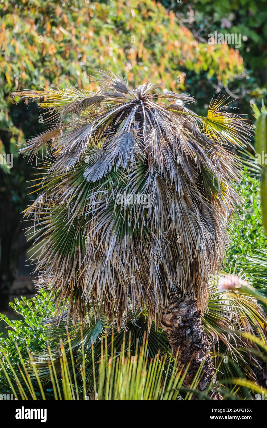 Chamaerops palme chamaerops humilis -Fotos und -Bildmaterial in hoher Auflösung – Alamy