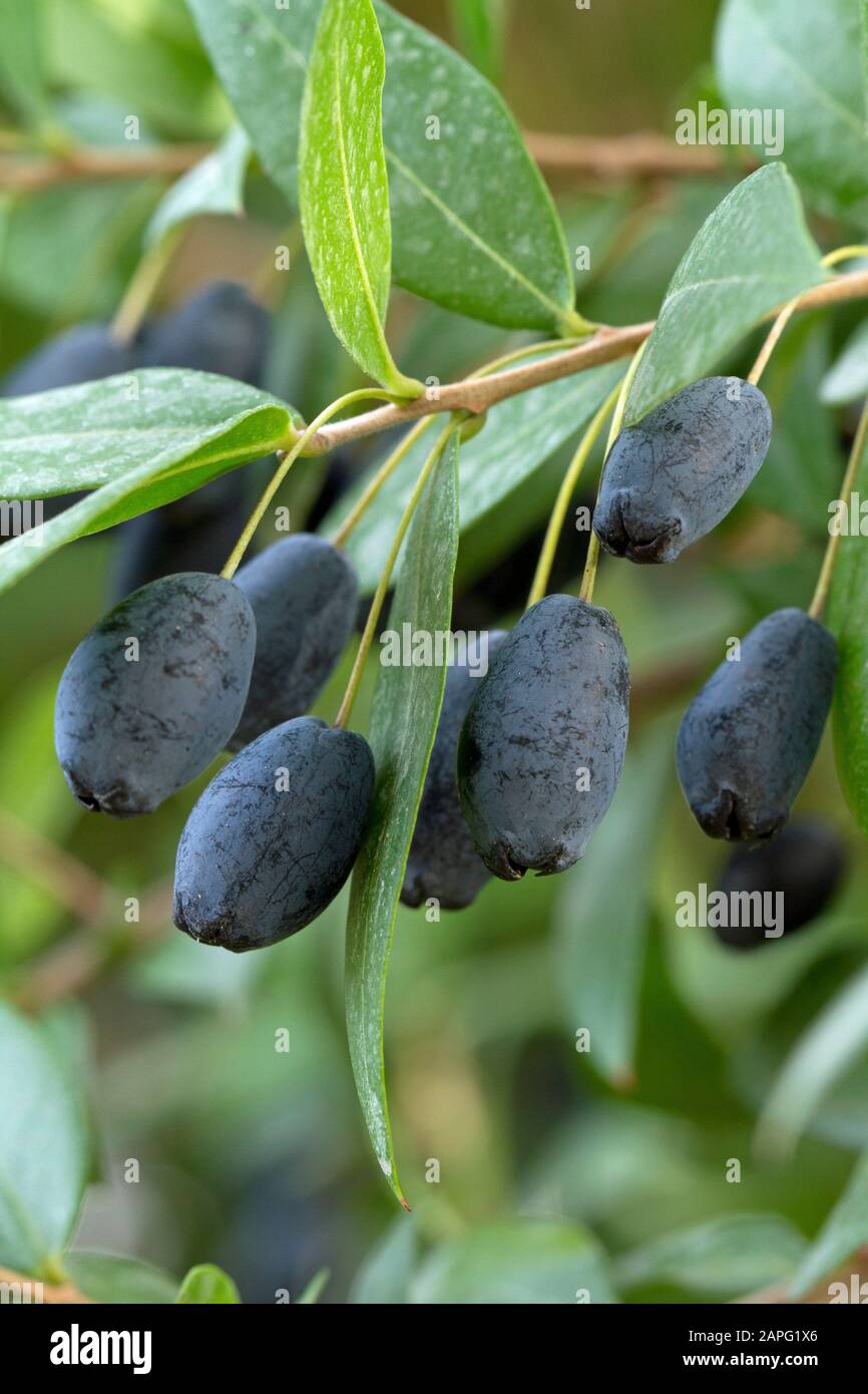 Myrtle (Myrtus communis Stockfotografie - Alamy