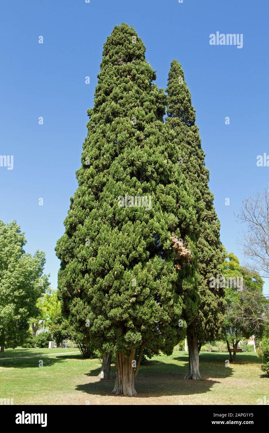 Mittelmeer-Zypresse (Cupressus sempervirens), Parque Eduardo VII ...