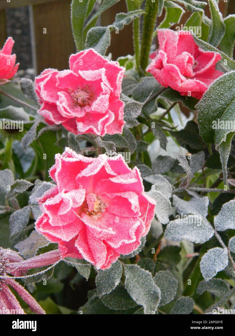 Frost rosen -Fotos und -Bildmaterial in hoher Auflösung – Alamy