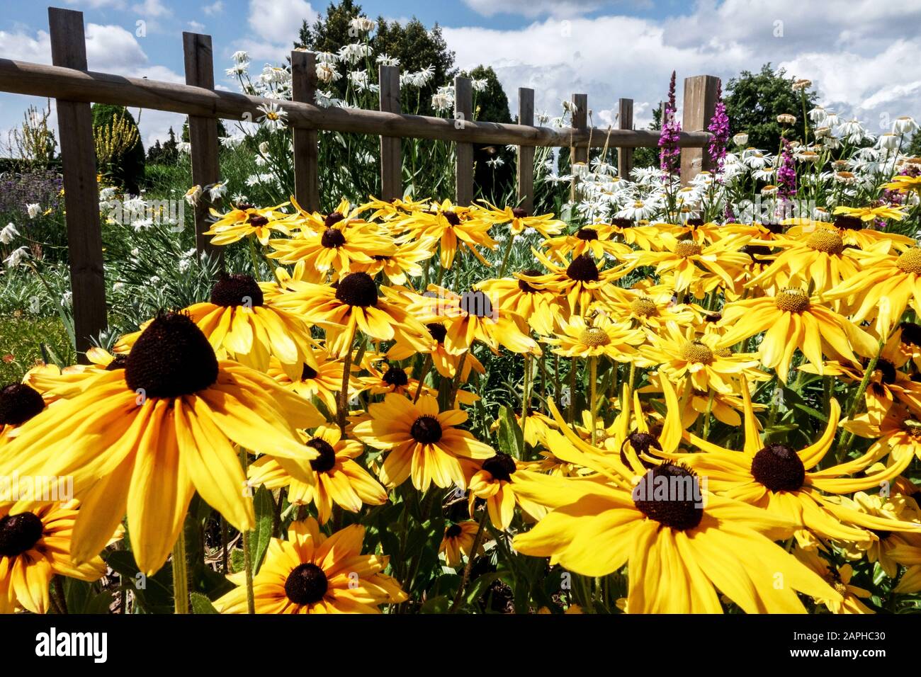 Rudbeckia black eyed susan -Fotos und -Bildmaterial in hoher Auflösung – Alamy