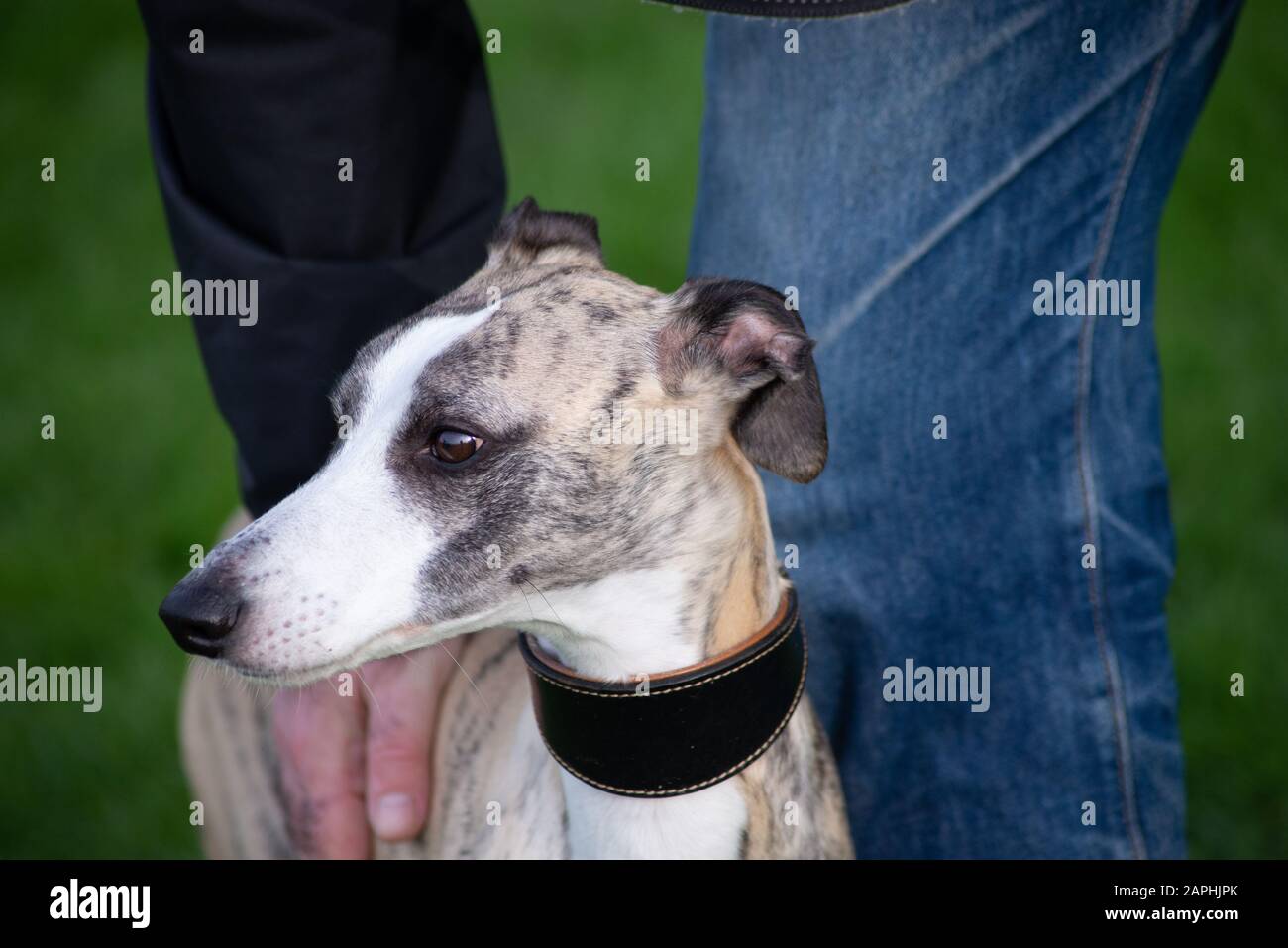 Gestromter whippet -Fotos und -Bildmaterial in hoher Auflösung – Alamy