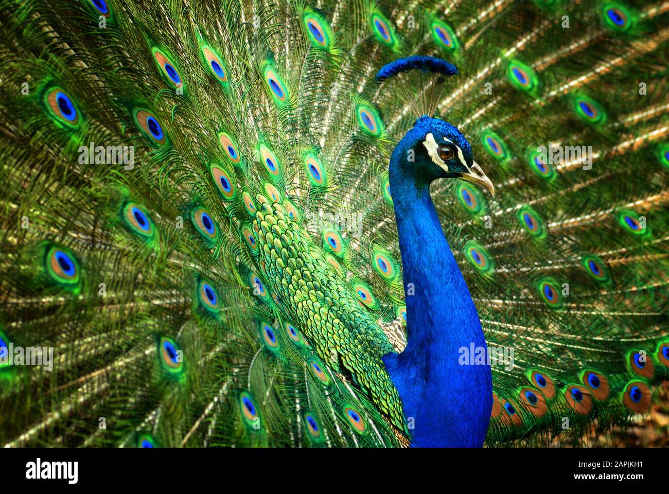 Asiatischer pfau Stockfotos und -bilder Kaufen - Alamy