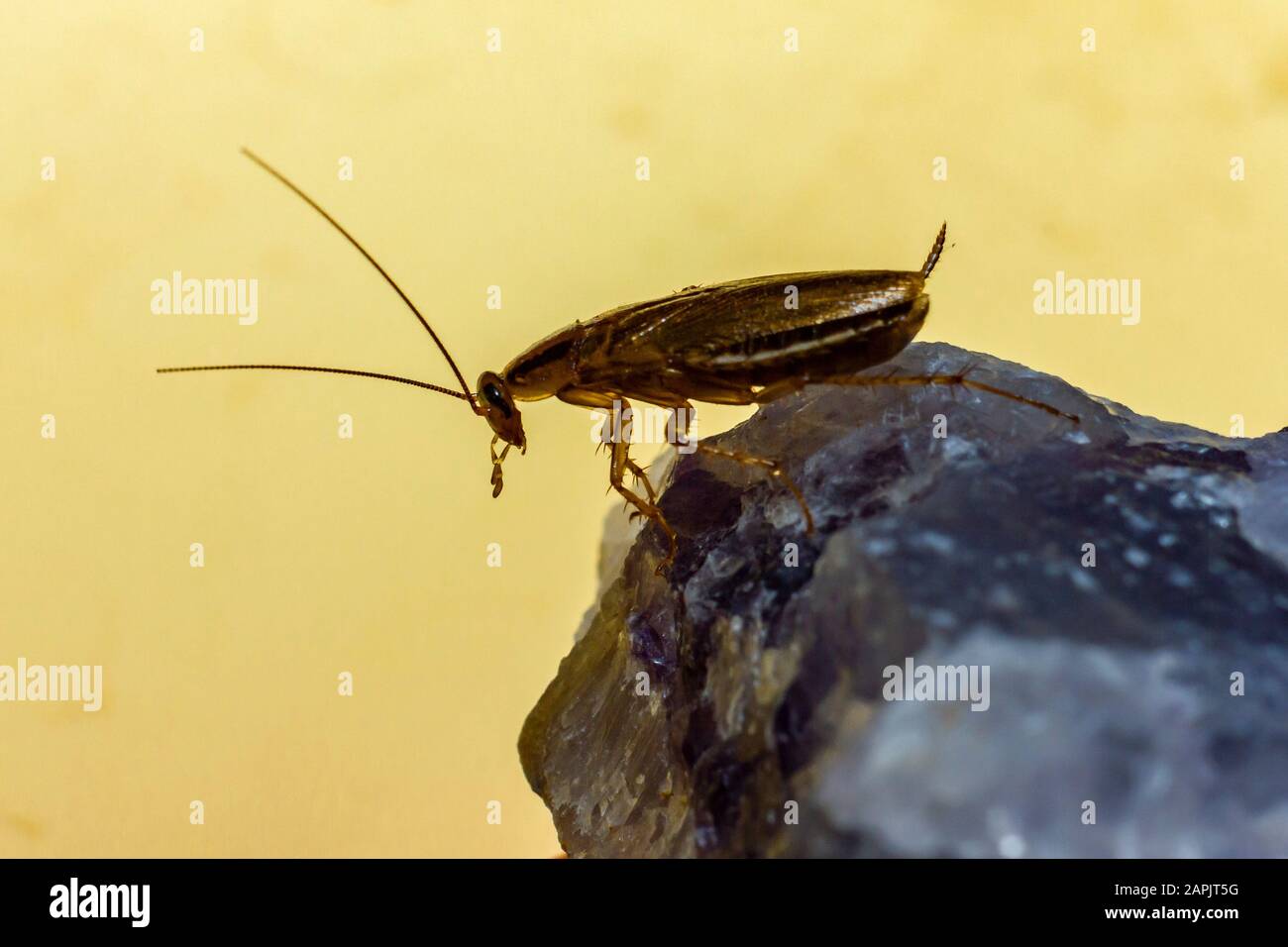 Deutsche schabe blattella germanica -Fotos und -Bildmaterial in hoher ...