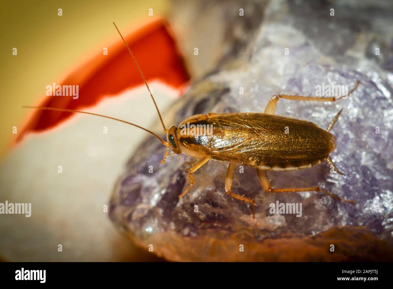 Deutsche schabe blattella germanica -Fotos und -Bildmaterial in hoher ...