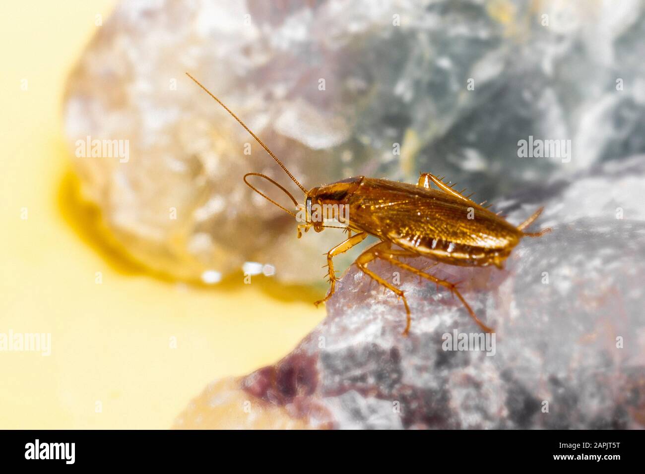 Deutsche schabe blattella germanica -Fotos und -Bildmaterial in hoher ...