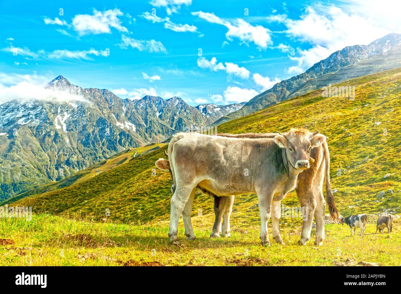 Alpen kühe -Fotos und -Bildmaterial in hoher Auflösung – Alamy