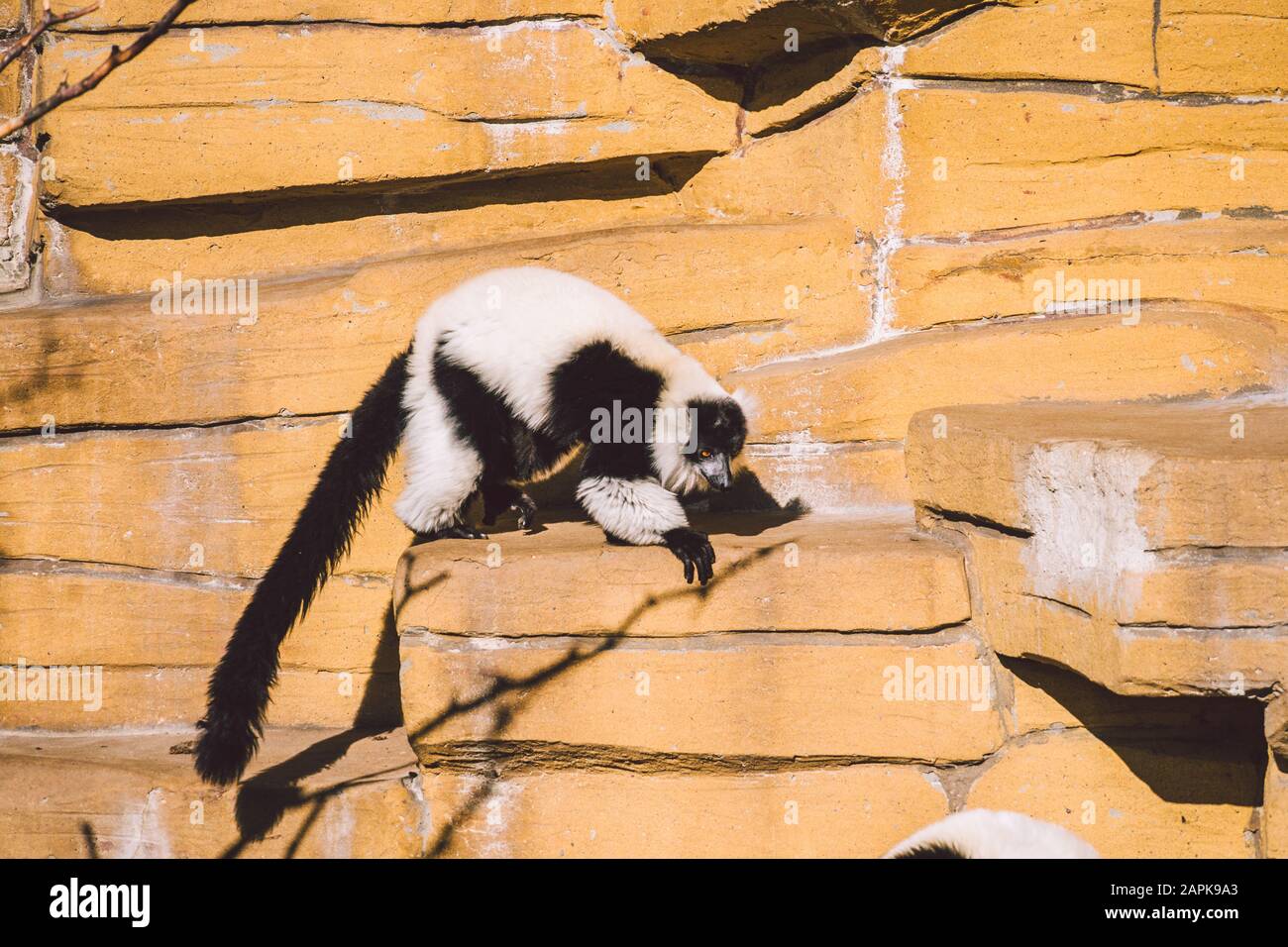 Zwei schwarze und weiße Vari-Affen, die auf einem Felsen spielen ...