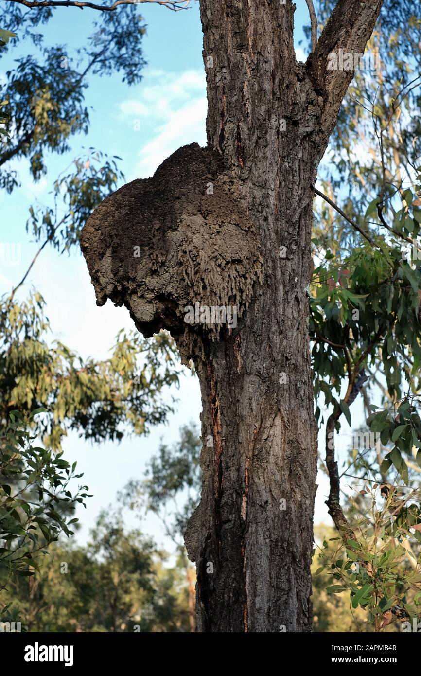 Australische arboreal termite -Fotos und -Bildmaterial in hoher ...