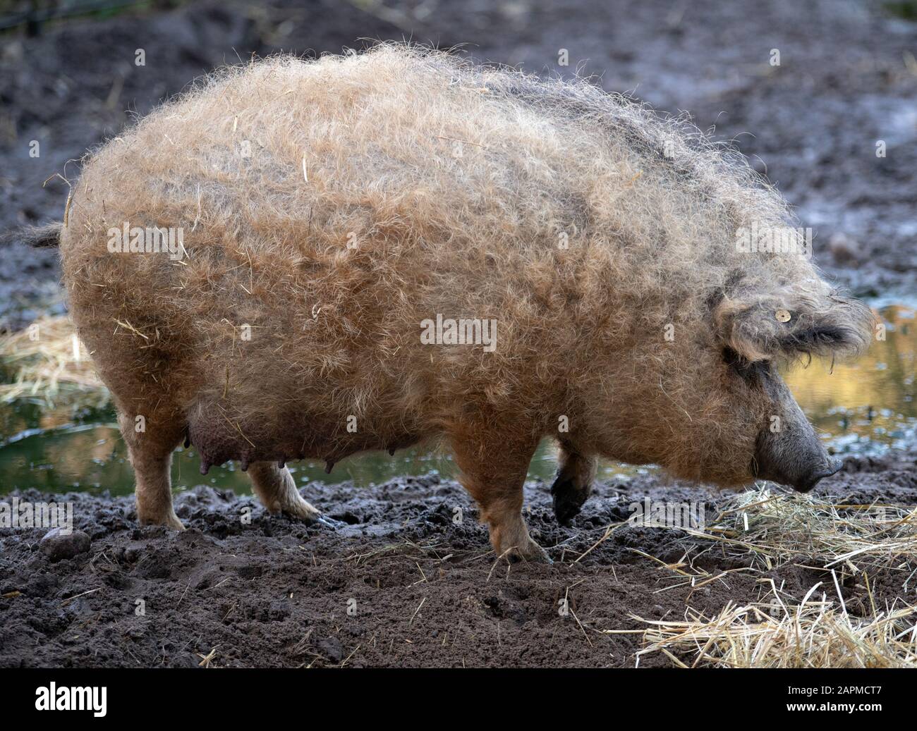 Mangalitza Wollschwein Stockfotos und -bilder Kaufen - Alamy