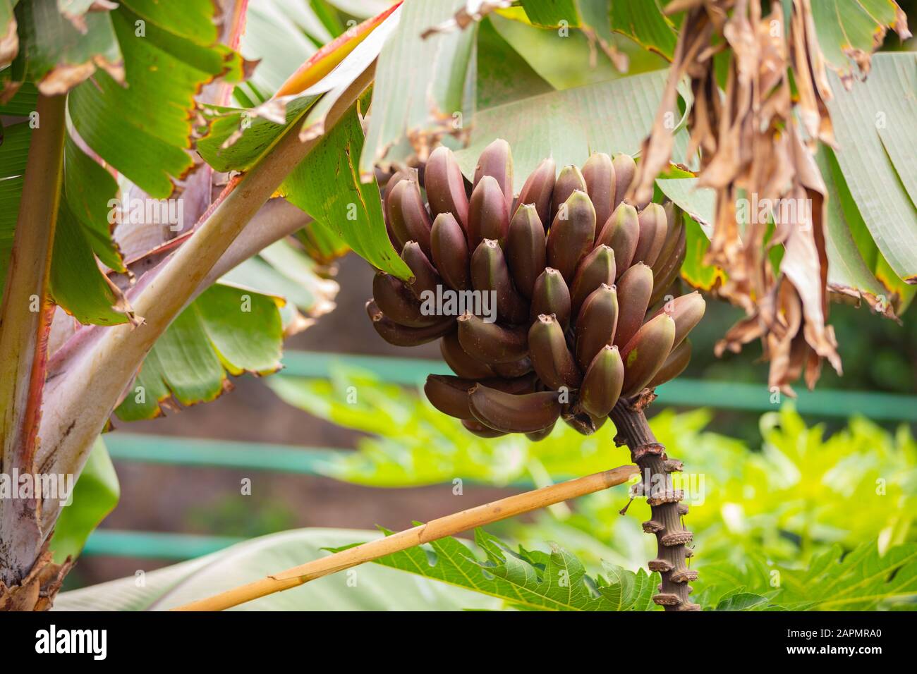 Gran canaria bananen banana bananas -Fotos und -Bildmaterial in hoher ...