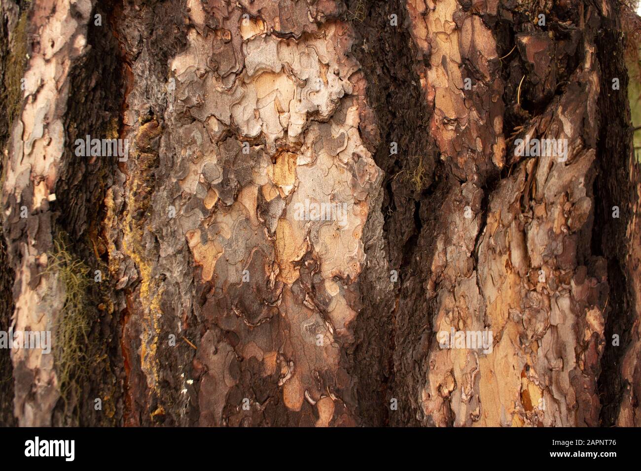 Der Stamm und die Rinde eines alten westlichen Larchs (Larix ...