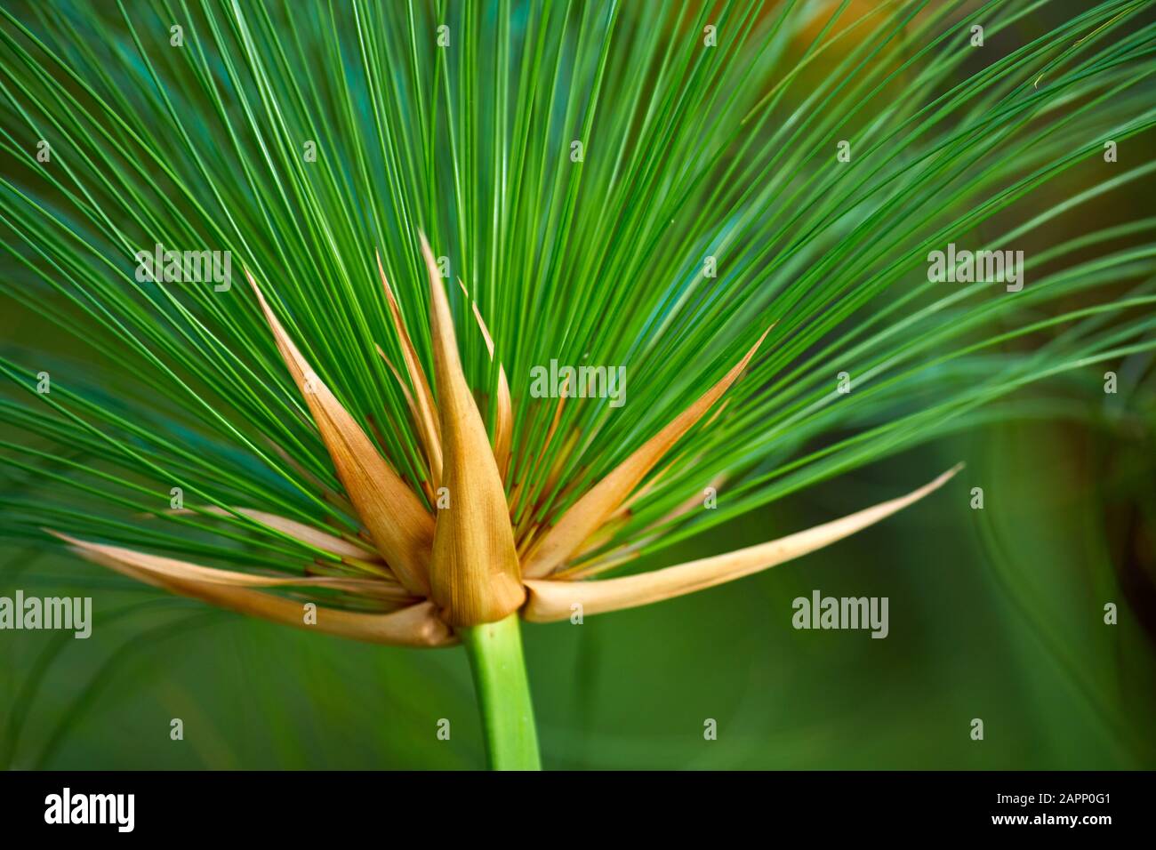 Papyrus stalk -Fotos und -Bildmaterial in hoher Auflösung – Alamy