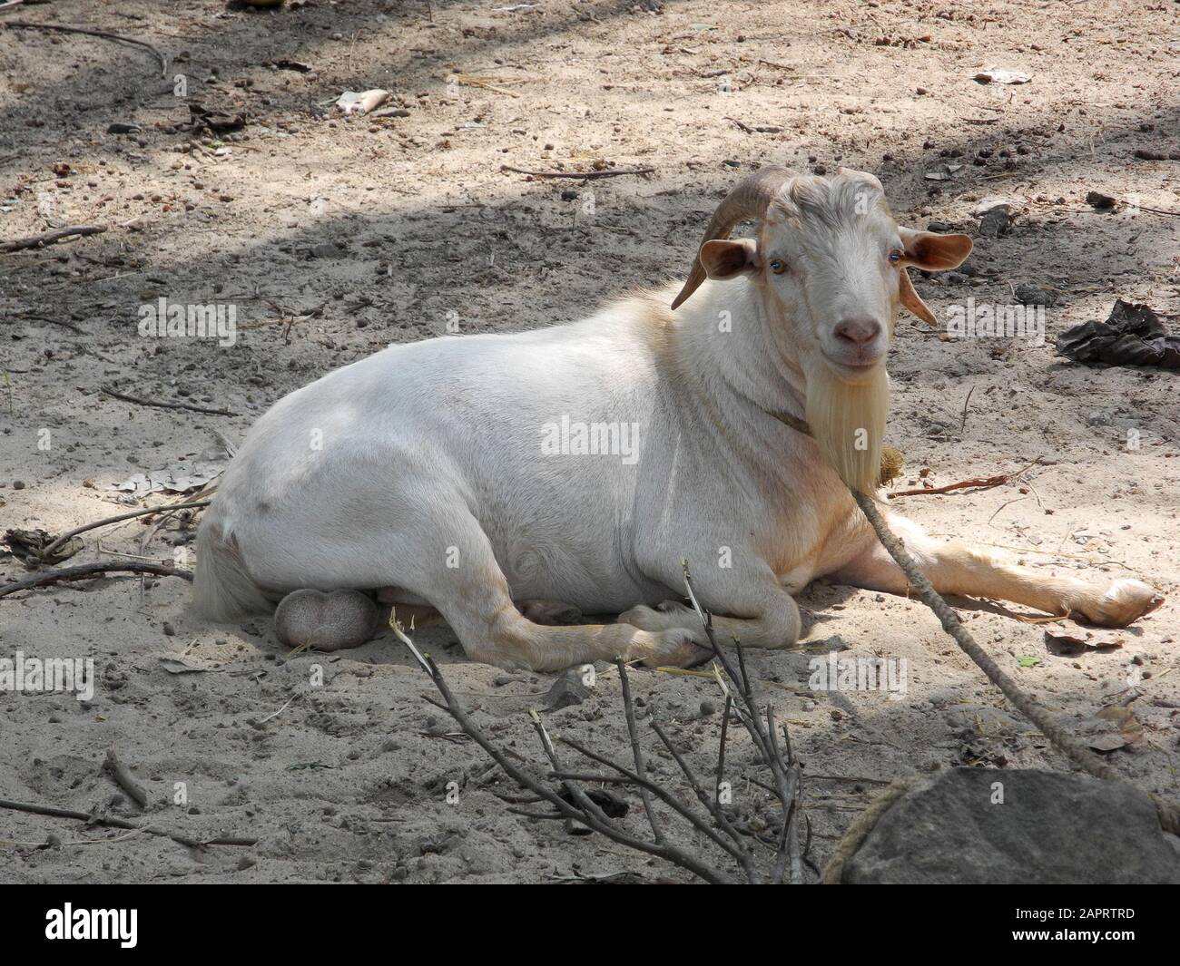 Goat farming in india -Fotos und -Bildmaterial in hoher Auflösung – Alamy