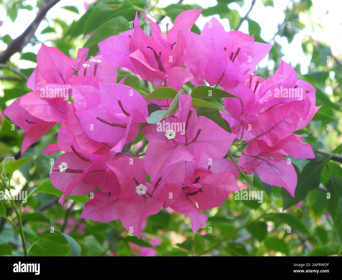 Bougainvillea blume indien -Fotos und -Bildmaterial in hoher Auflösung ...