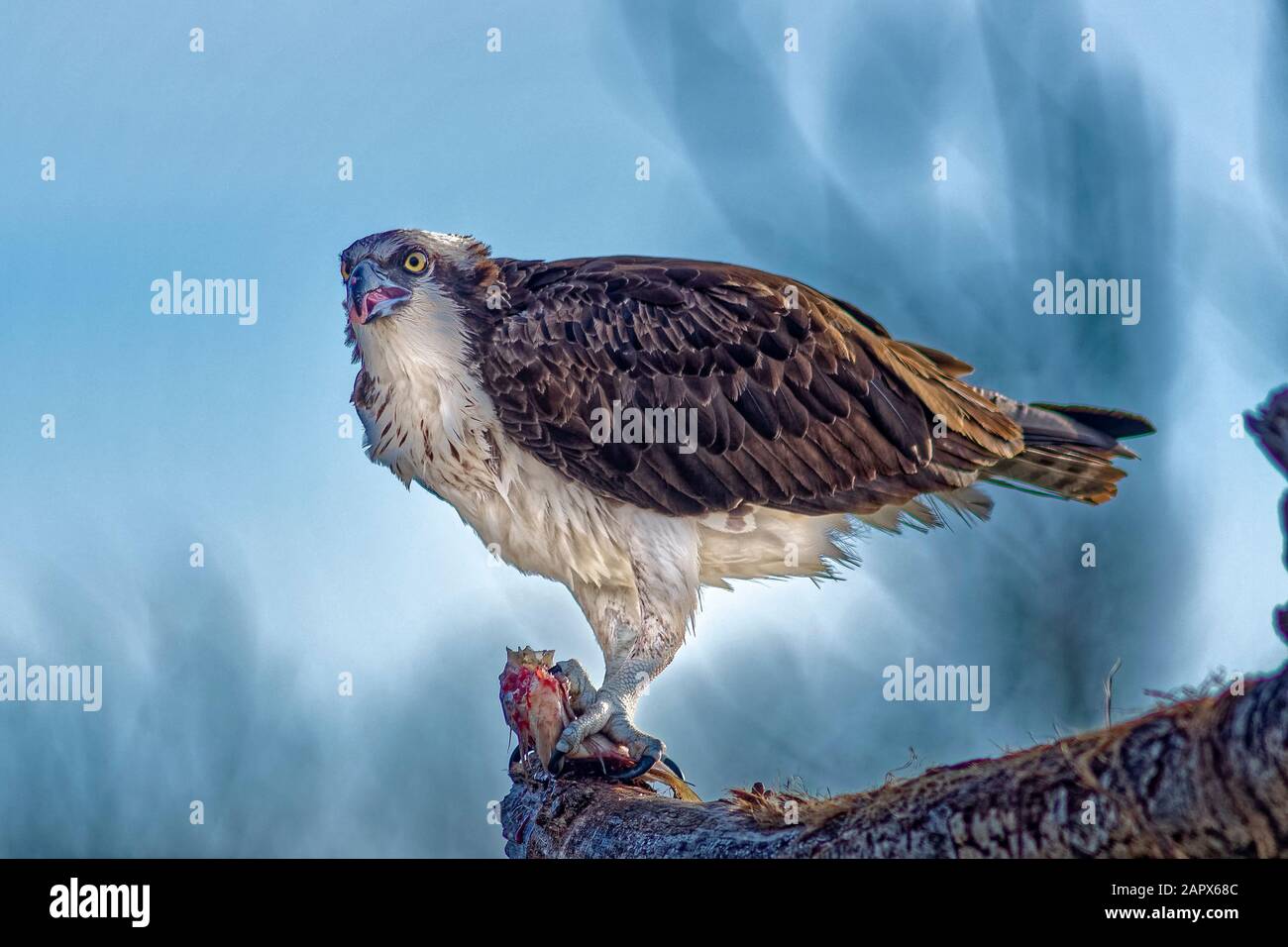 Heiligtum des pandion -Fotos und -Bildmaterial in hoher Auflösung – Alamy