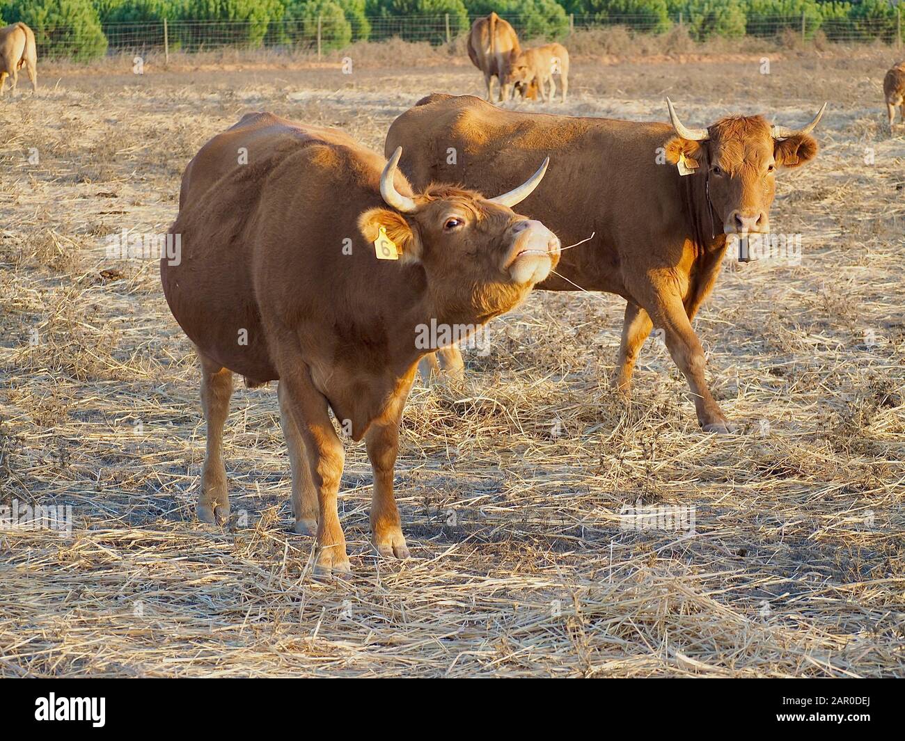 Brown Swiss Cattle Stockfotos und -bilder Kaufen - Alamy