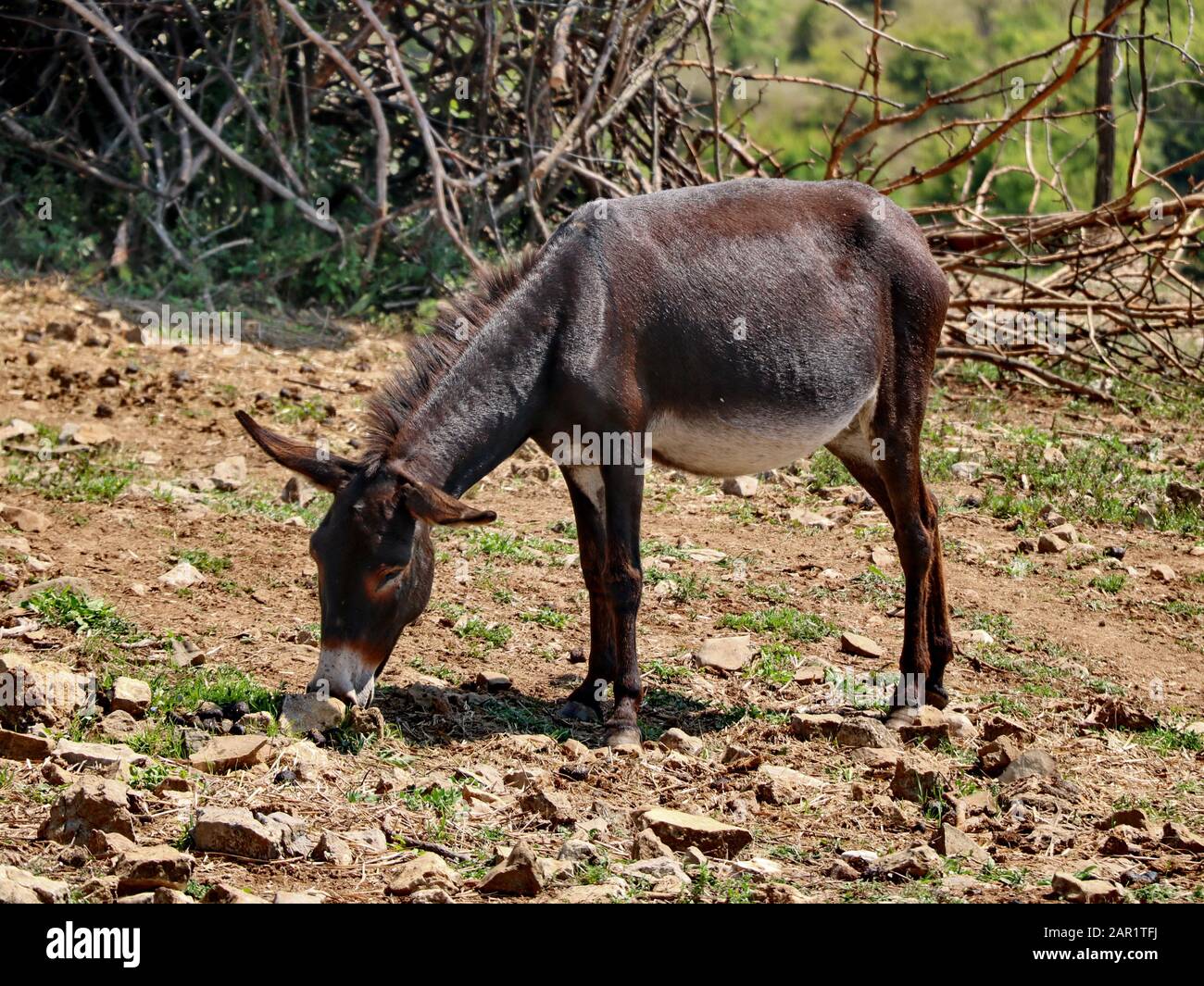 Lachender esel -Fotos und -Bildmaterial in hoher Auflösung – Alamy