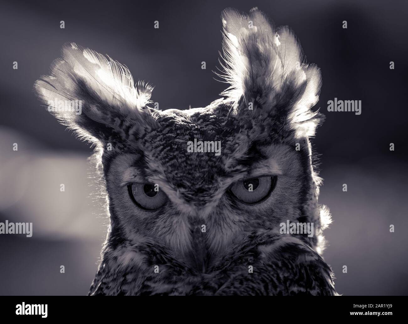 Eule bw -Fotos und -Bildmaterial in hoher Auflösung – Alamy