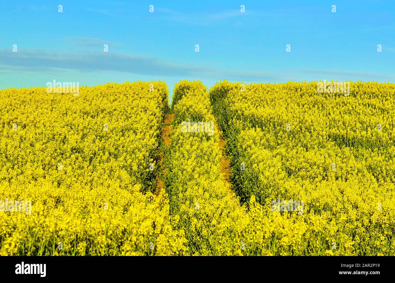 Rapsfelder riechen -Fotos und -Bildmaterial in hoher Auflösung – Alamy