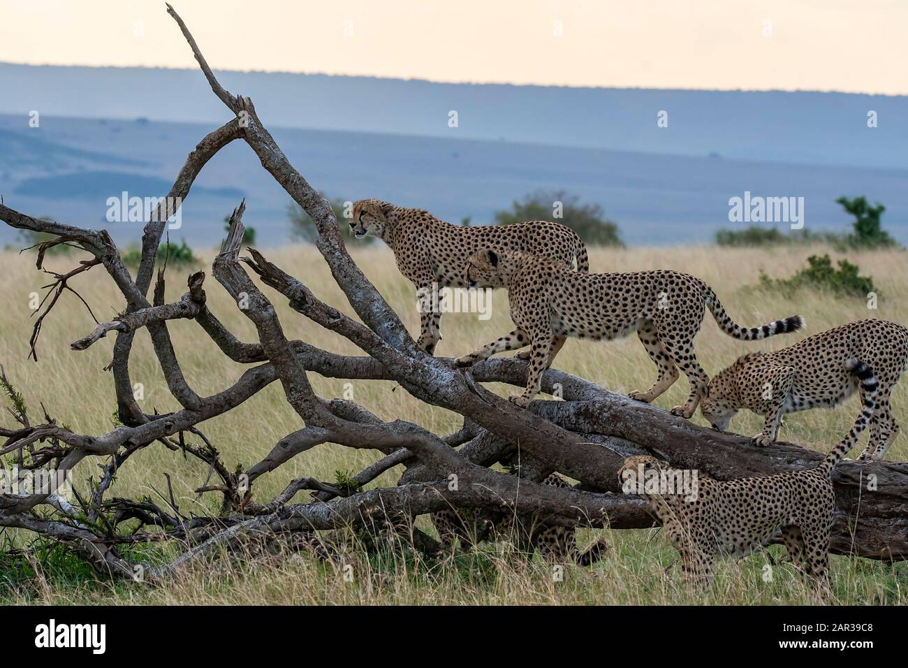 Gepard spielt auf einem umgestürzten Baum im Masai Mara National ...