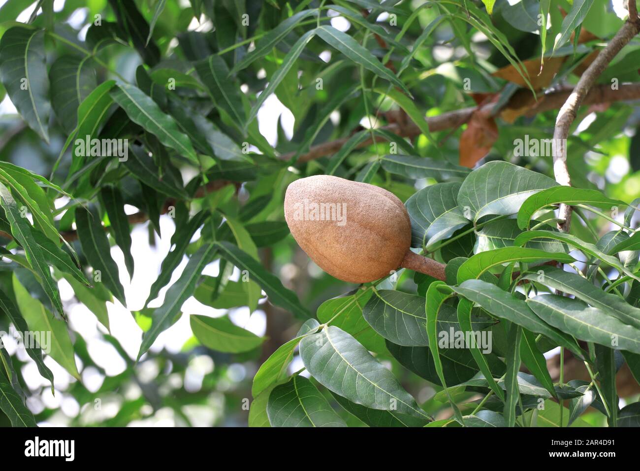 Mahagoni baum -Fotos und -Bildmaterial in hoher Auflösung – Alamy