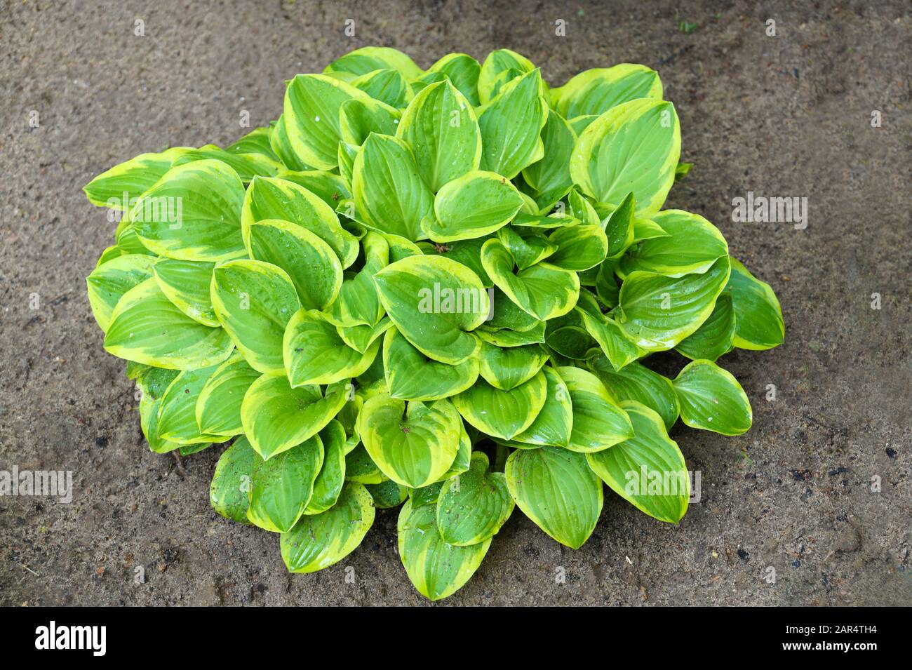 Eine von vielen Sorten schattenliebender Pflanzen der Gattung Hosta ...