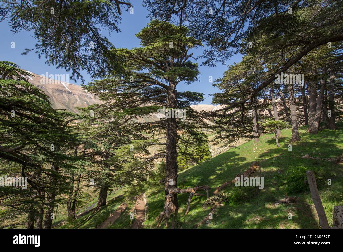Zedern Berg Libanon Sind Stockfotos und -bilder Kaufen - Seite 2 - Alamy
