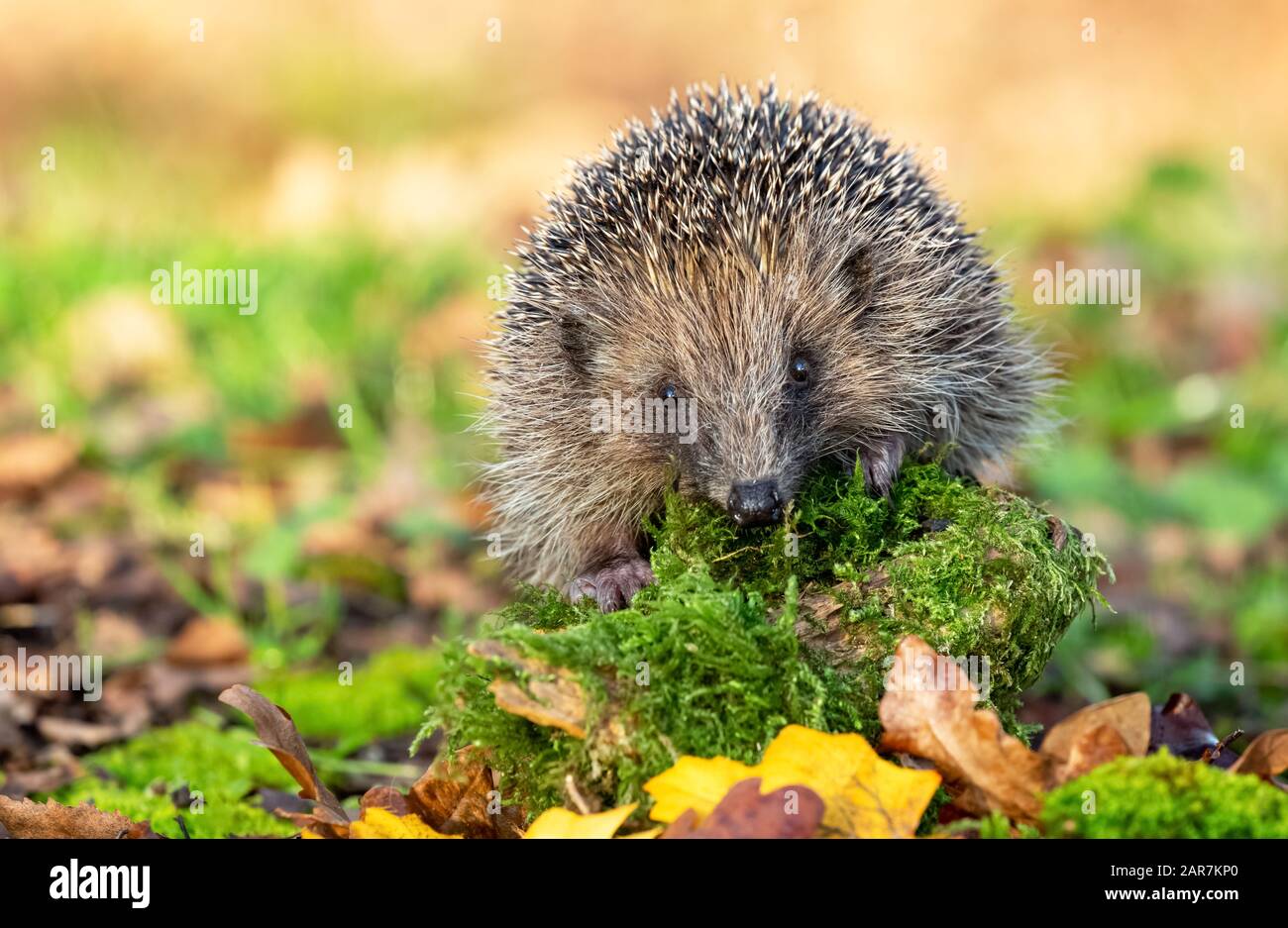 Igel (lateinischer Name: Erinaceus europaeus) wilder, heimischer Igel ...