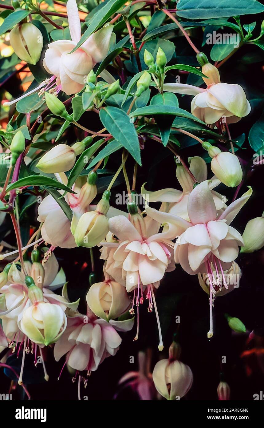 Fuchsia harry grey -Fotos und -Bildmaterial in hoher Auflösung – Alamy