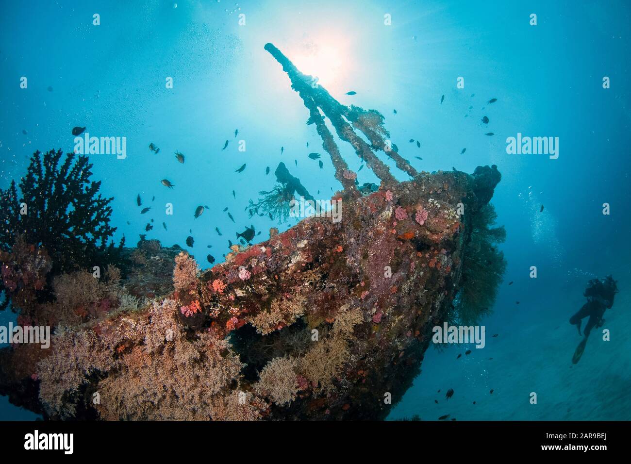 Korallenbucht tauchplatz -Fotos und -Bildmaterial in hoher Auflösung ...