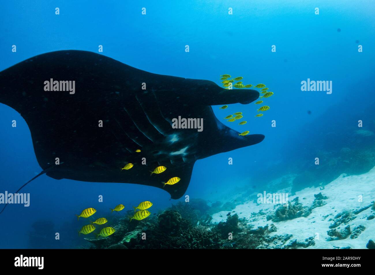 Manta sandy -Fotos und -Bildmaterial in hoher Auflösung – Alamy
