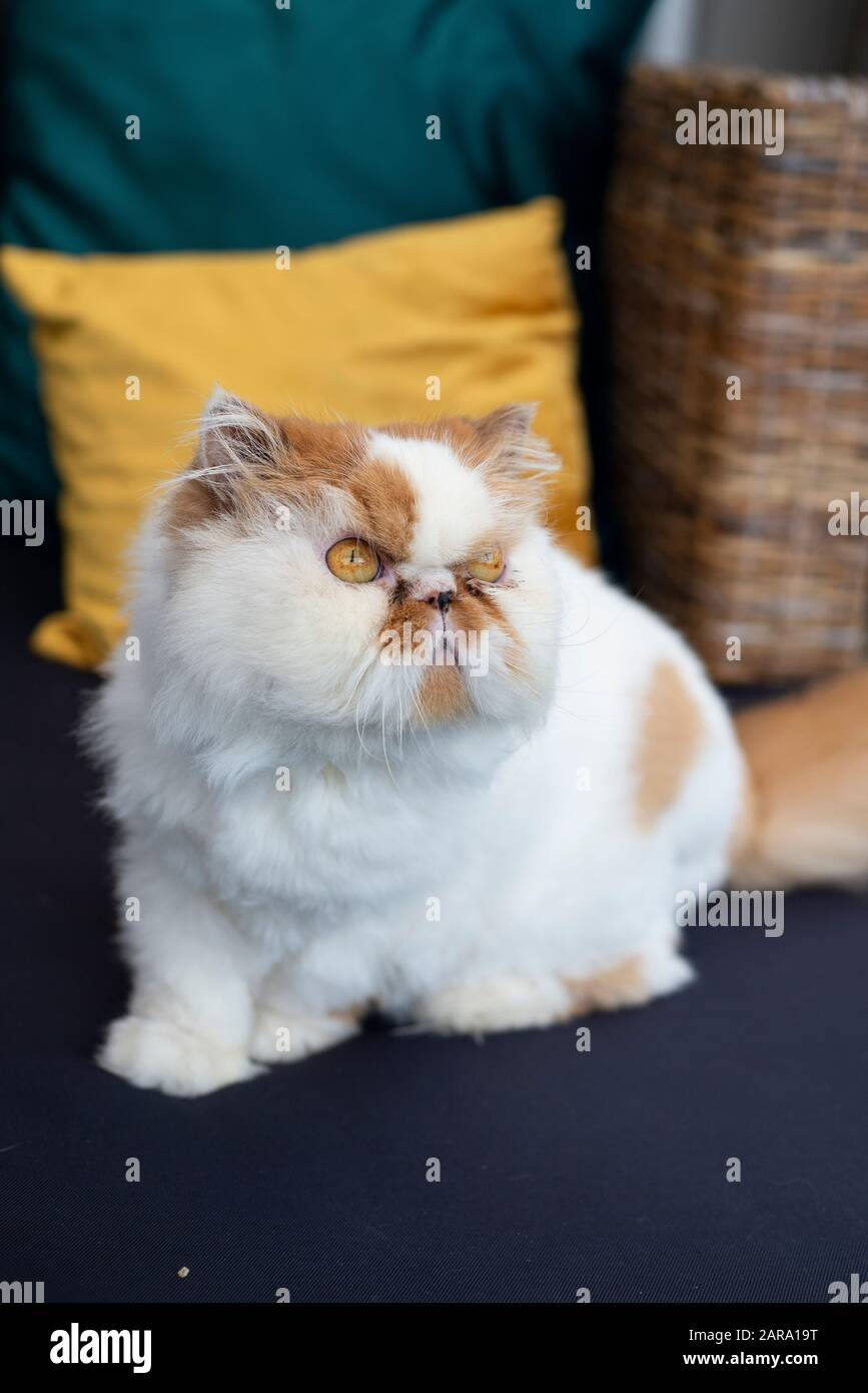 Shiraz katze -Fotos und -Bildmaterial in hoher Auflösung – Alamy