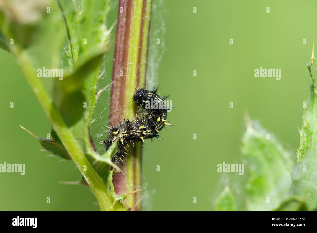 Vanessa cardui raupe -Fotos und -Bildmaterial in hoher Auflösung – Alamy