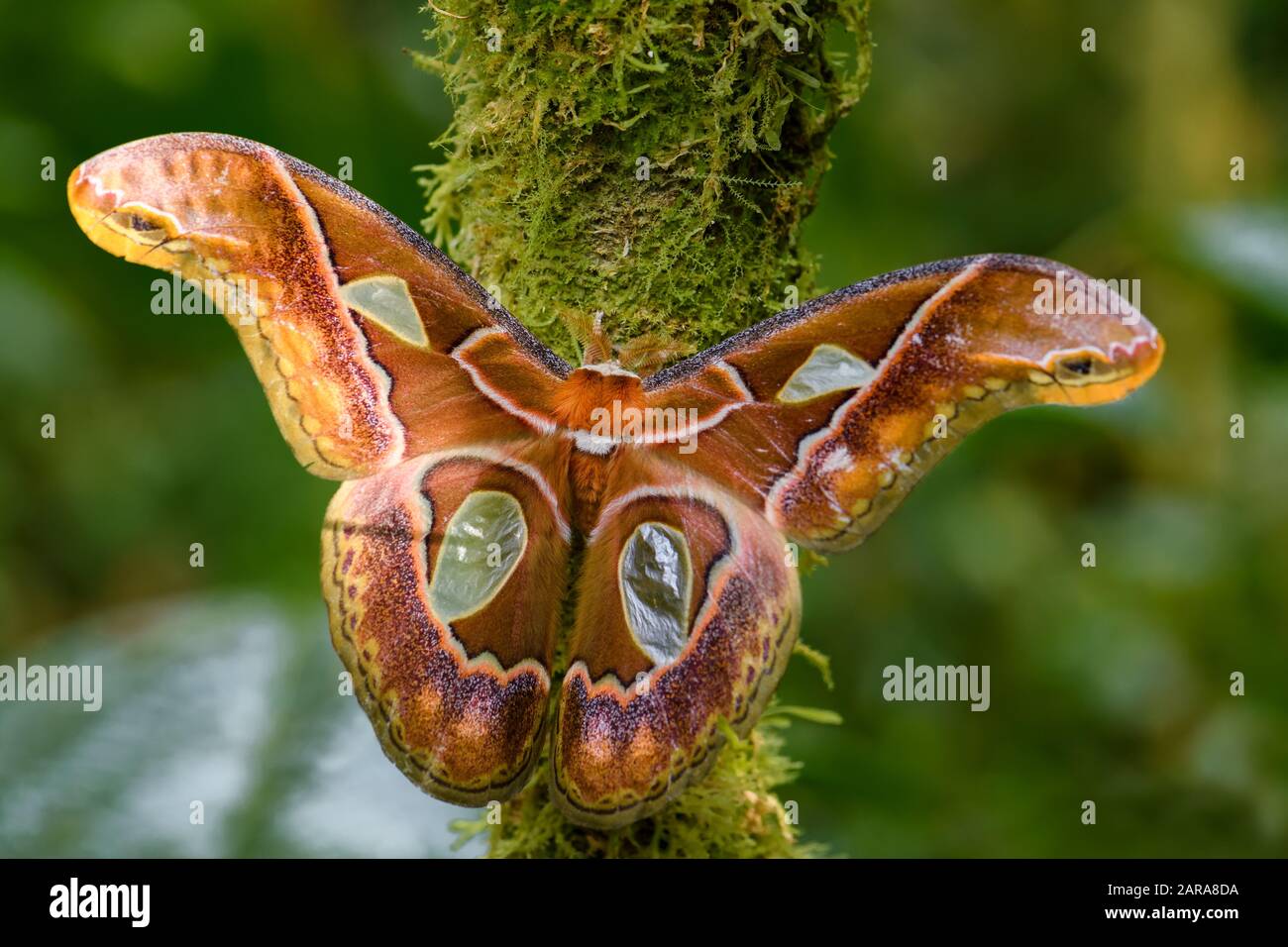 Rothschildia aricia -Fotos und -Bildmaterial in hoher Auflösung – Alamy