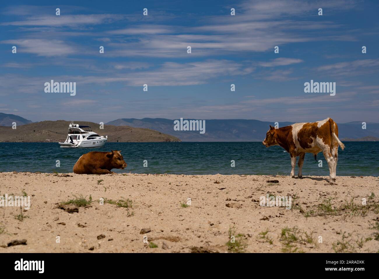 Braune kuh am strand -Fotos und -Bildmaterial in hoher Auflösung – Alamy
