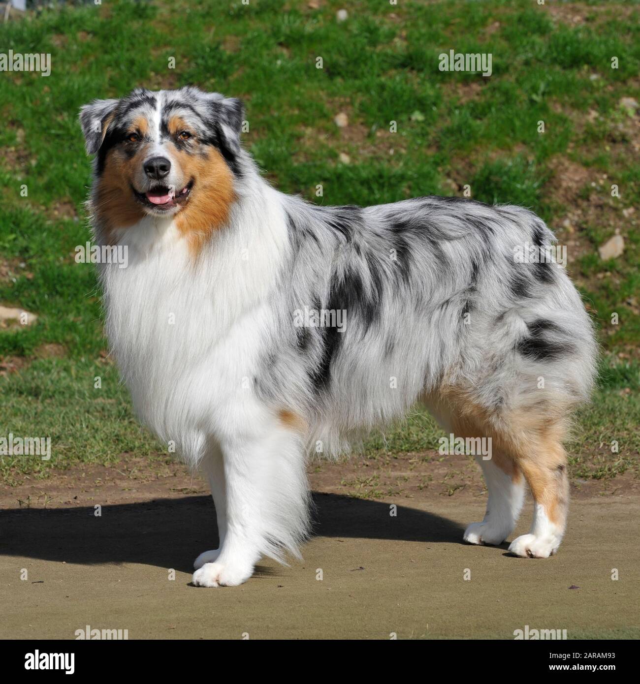 Australischer schaferhund -Fotos und -Bildmaterial in hoher Auflösung ...