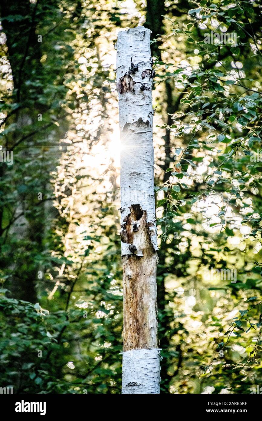 Birke toter baum -Fotos und -Bildmaterial in hoher Auflösung – Alamy