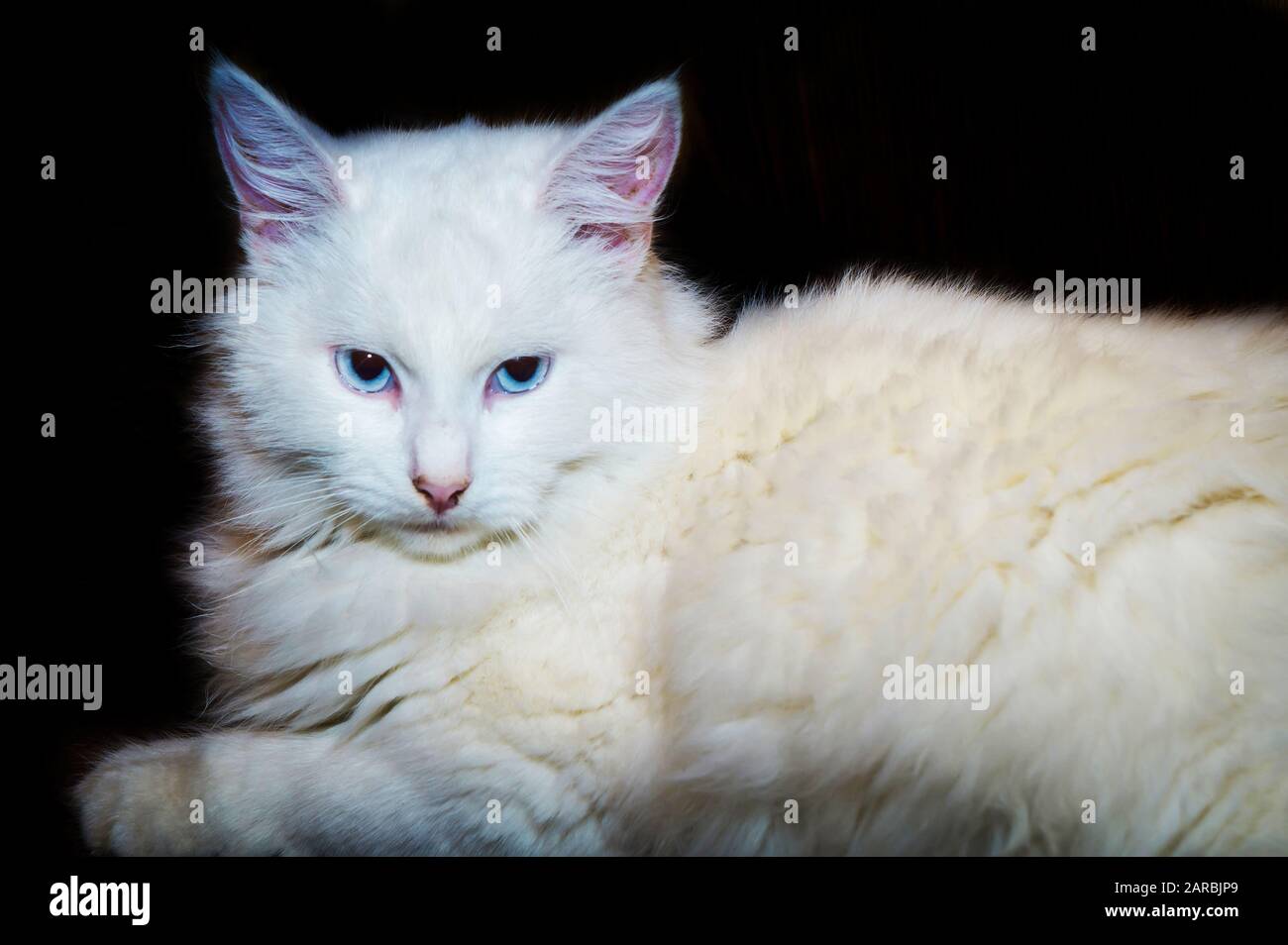 Die angorakatze -Fotos und -Bildmaterial in hoher Auflösung – Alamy