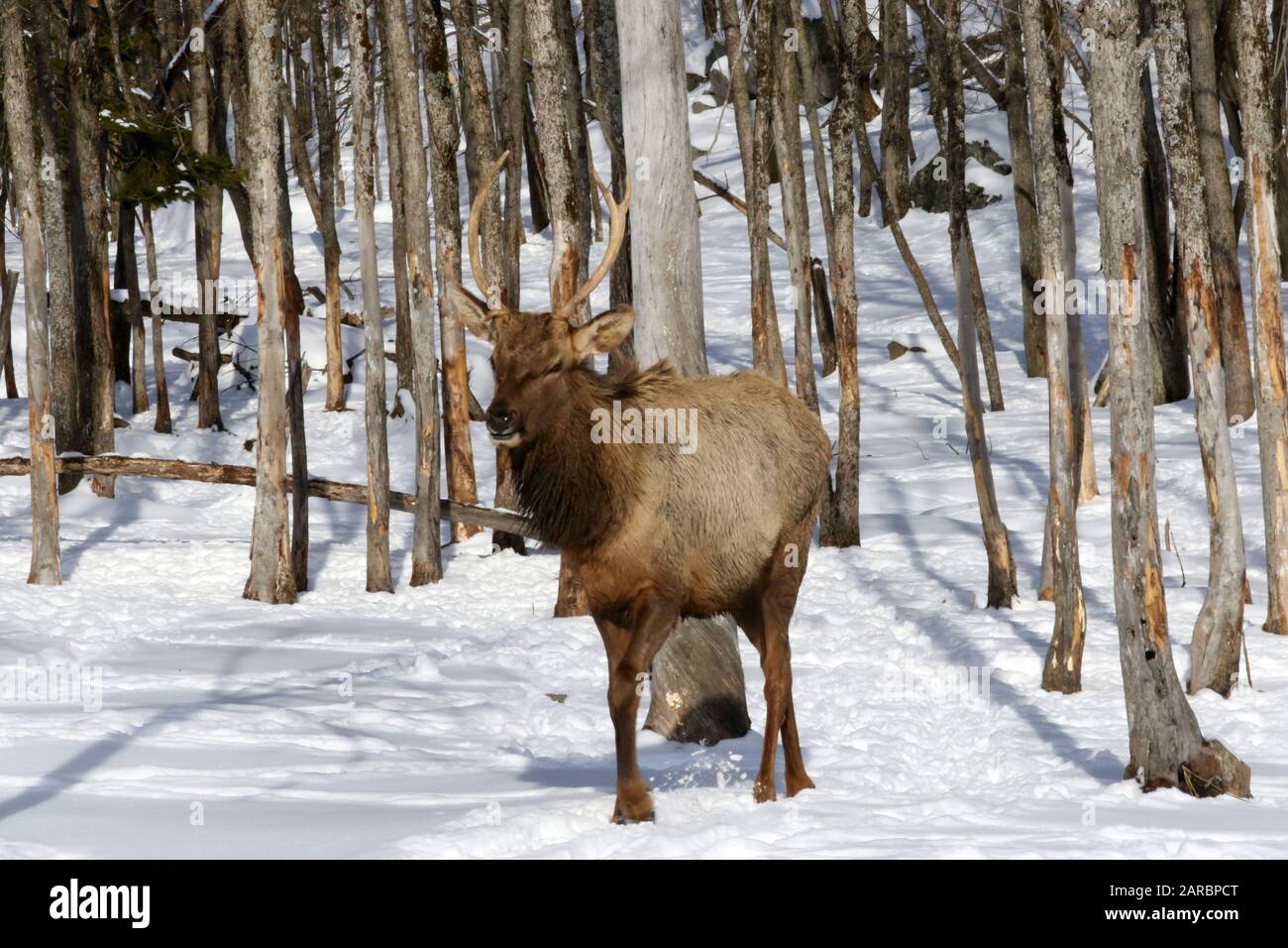 Elch männchen und weibchen -Fotos und -Bildmaterial in hoher Auflösung ...