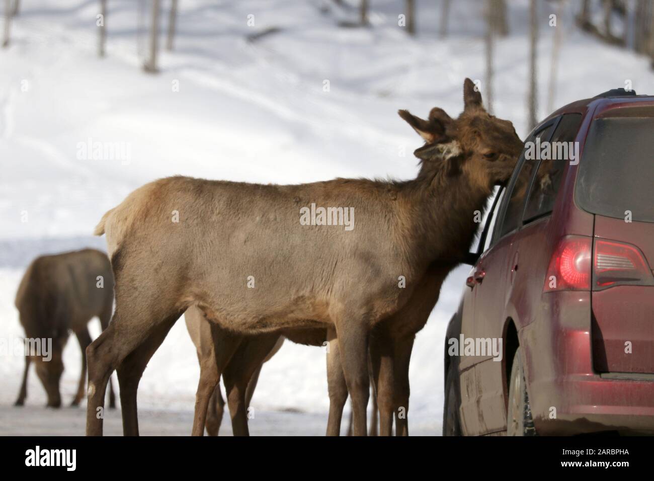 Elch männchen und weibchen -Fotos und -Bildmaterial in hoher Auflösung ...